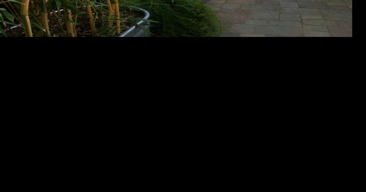 Don Shor: Ideas for privacy: hedges, vines, bamboo | Features ...