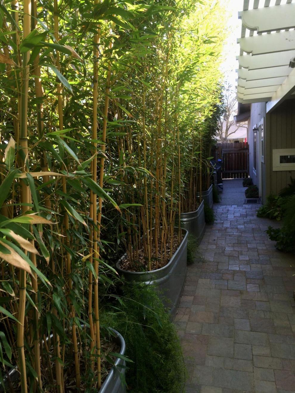 Don Shor: Ideas for privacy: hedges, vines, bamboo | Features ...