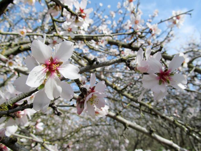 Don Shor flowering tree photos | Do-not-import | davisenterprise.com