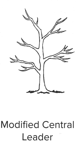 Don Shor: Getting started with fruit trees | Features | davisenterprise.com