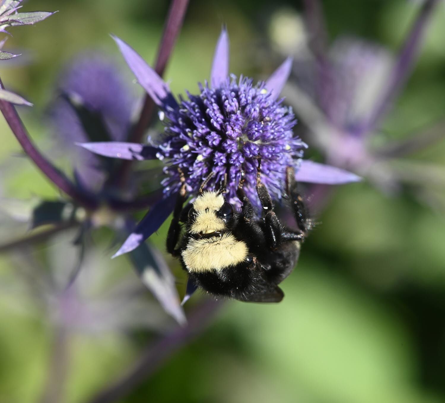Bohart Museum sponsors annual bumblebee contest | News ...