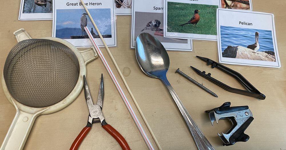 Explorit: Bird beaks are useful tools | Features | davisenterprise.com