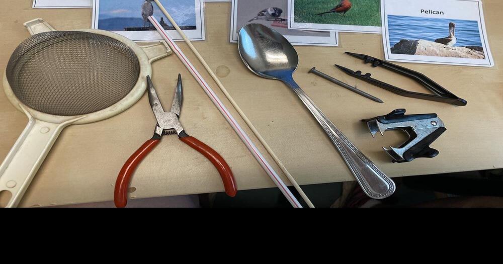 Explorit: Bird beaks are useful tools | Features | davisenterprise.com