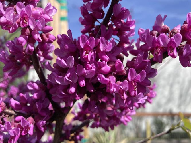 Don Shor: New pest threatens our urban forest | Features ...