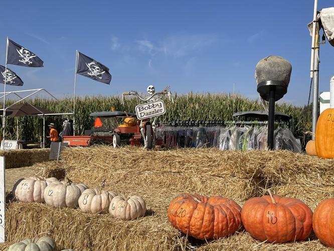 Halloween is almost here: Three Davis area pumpkin patches to visit ...