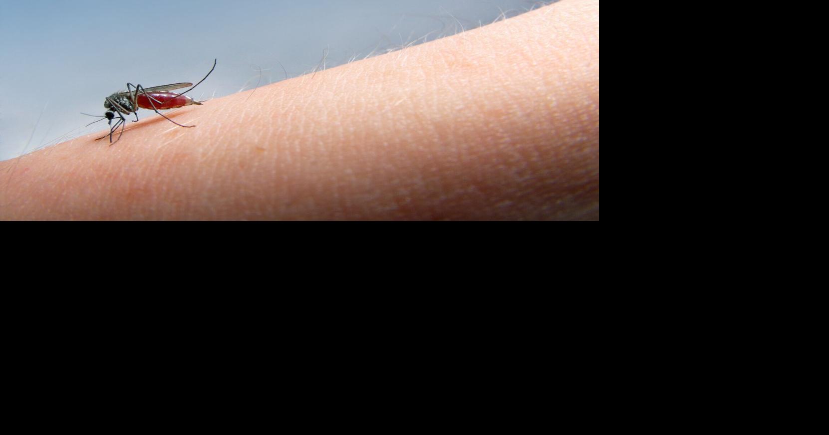 Mosquito tests positive for St. Louis encephalitis | Agriculture ...