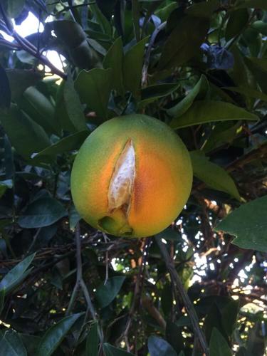 Don Shor: Has this been a fruitless season? | Gardening ...