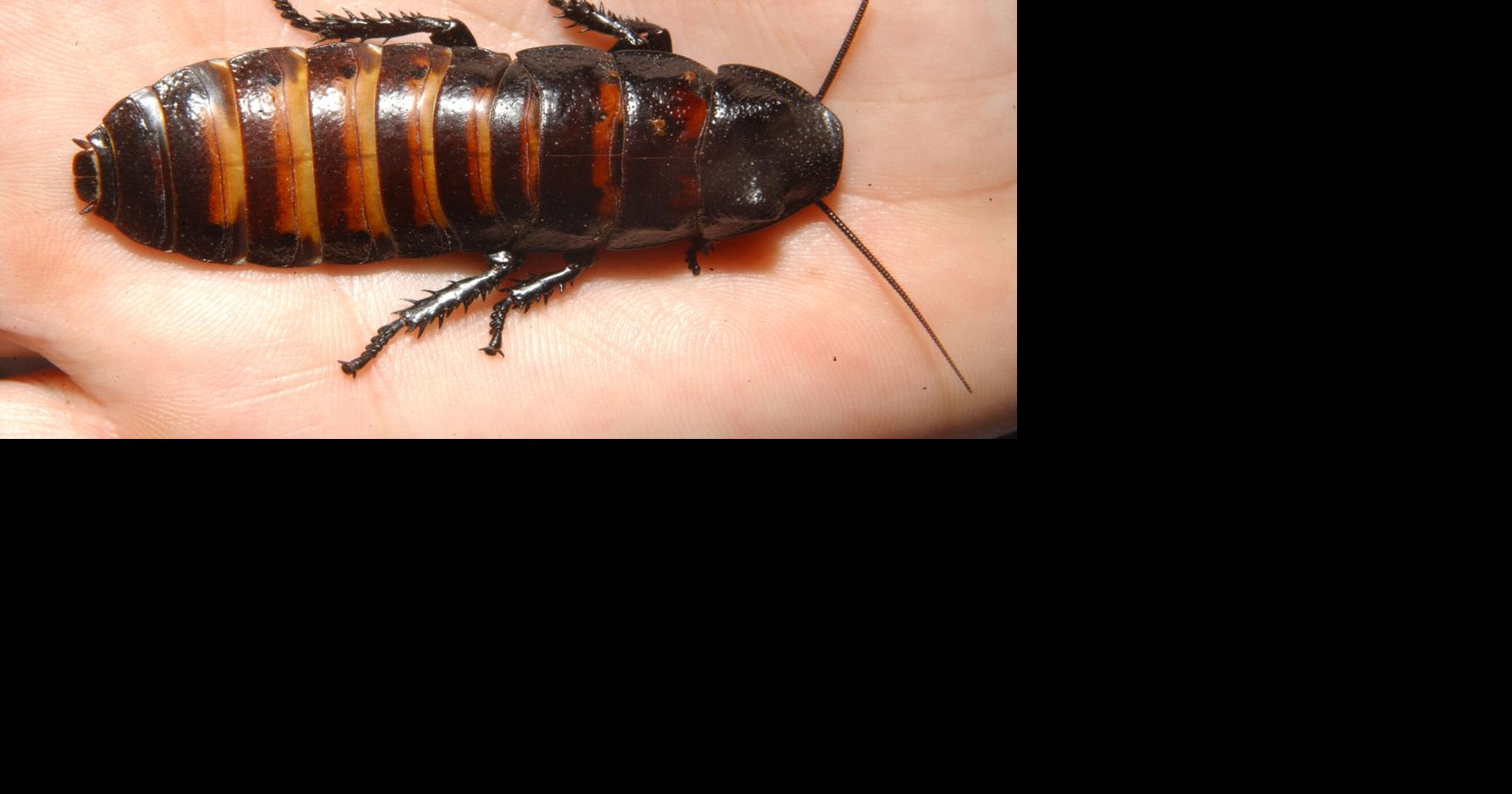 How Bruce Hammock’s cockroaches achieved stardom | UC Davis ...