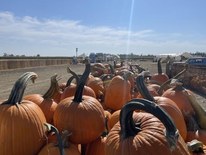 Halloween is almost here: Three Davis area pumpkin patches to visit ...