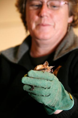 Corky Quirk and bat photo | Do-not-import | davisenterprise.com