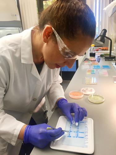 Novozymes: Innovation through enzymes | Business | davisenterprise.com