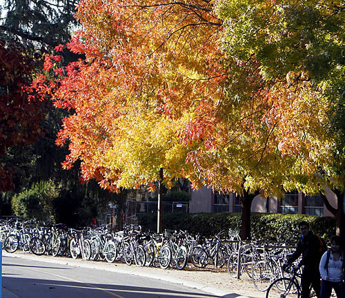 Colors of autumn | UC Davis | davisenterprise.com