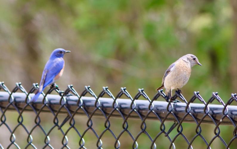 At the pond: Birds, butterflies, babies and bats | Features ...