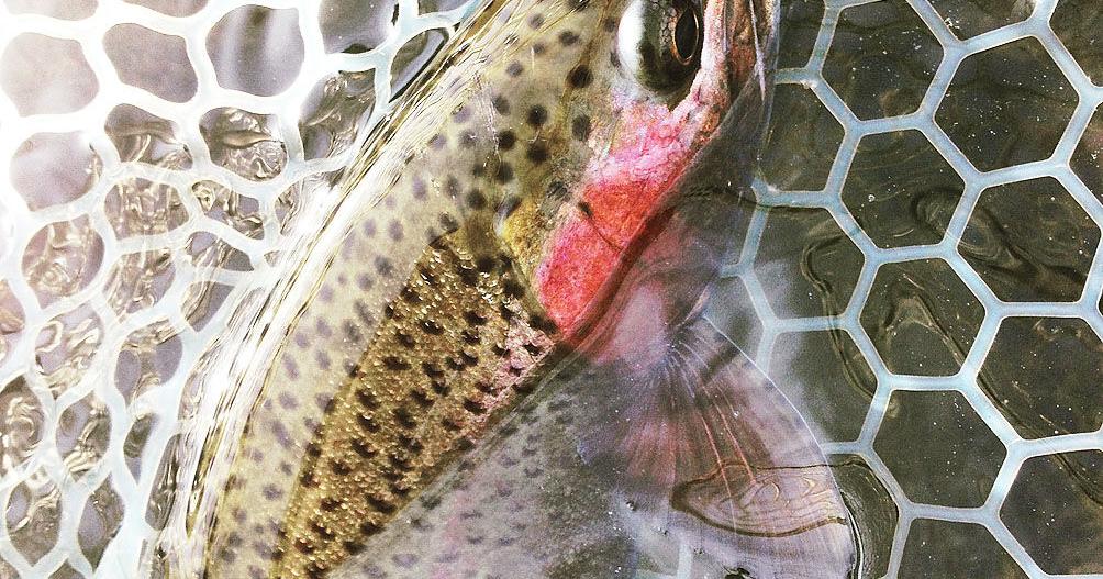 Sam Sedillo photos | Do-not-import | davisenterprise.com