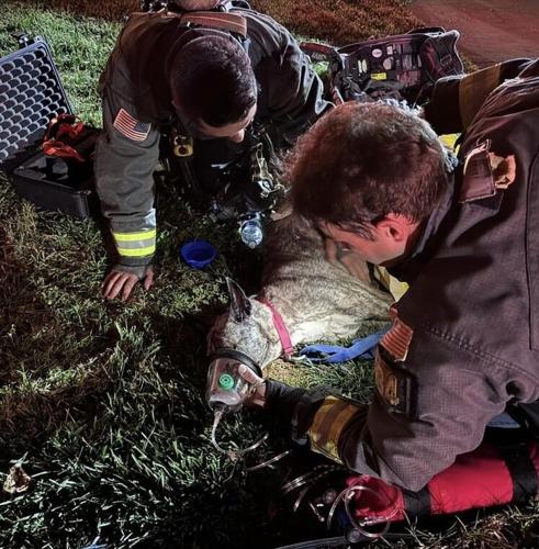 Firefighters forge fur-ever friendship with rescued dog | News ...