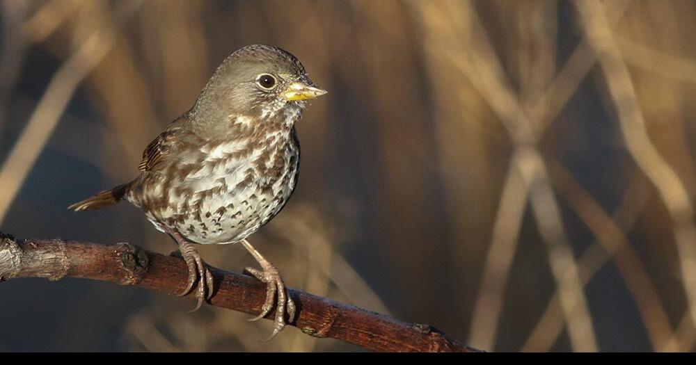 Yolo Audubon plans field trip | News | davisenterprise.com