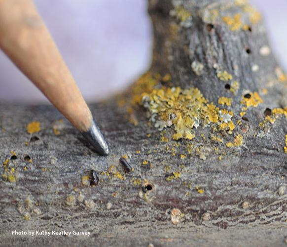 Researching the walnut twig beetle, keeping Seybold’s legacy alive ...