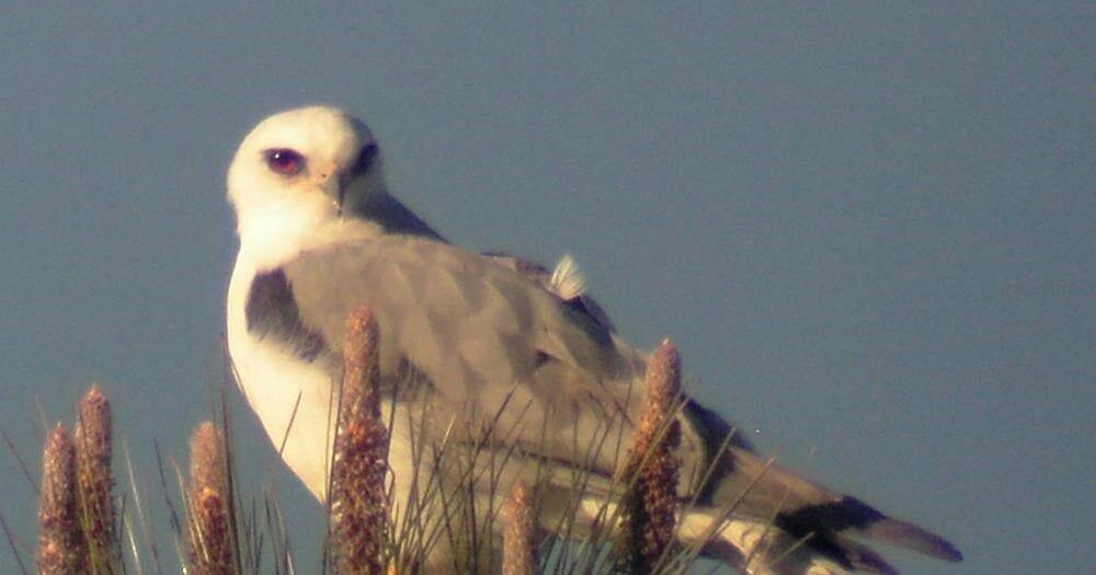 At the Pond: Farewell to Ed; bird strolls continue | Features ...