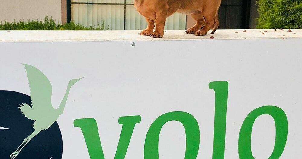 Yolo Hospice & CWC: When peace of mind has a tail | Features ...