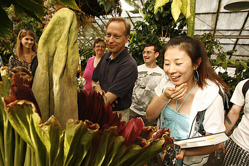 Merriwick Flower | Best Flower Site