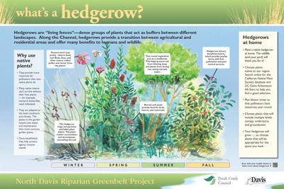 hedgerow poster
