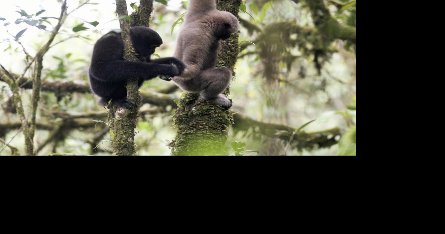 Love songs guide researchers to apes | News | davisenterprise.com