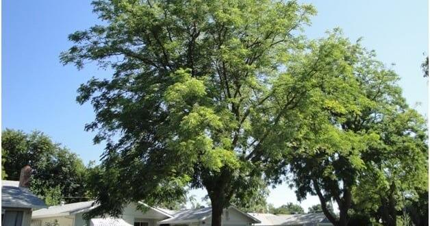 Home Improvement: Let’s plant trees | Features | davisenterprise.com