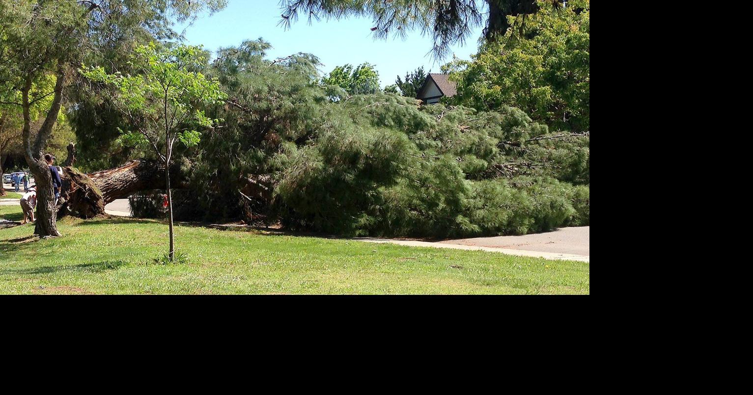 Did anyone yell ‘timber’? | News | davisenterprise.com