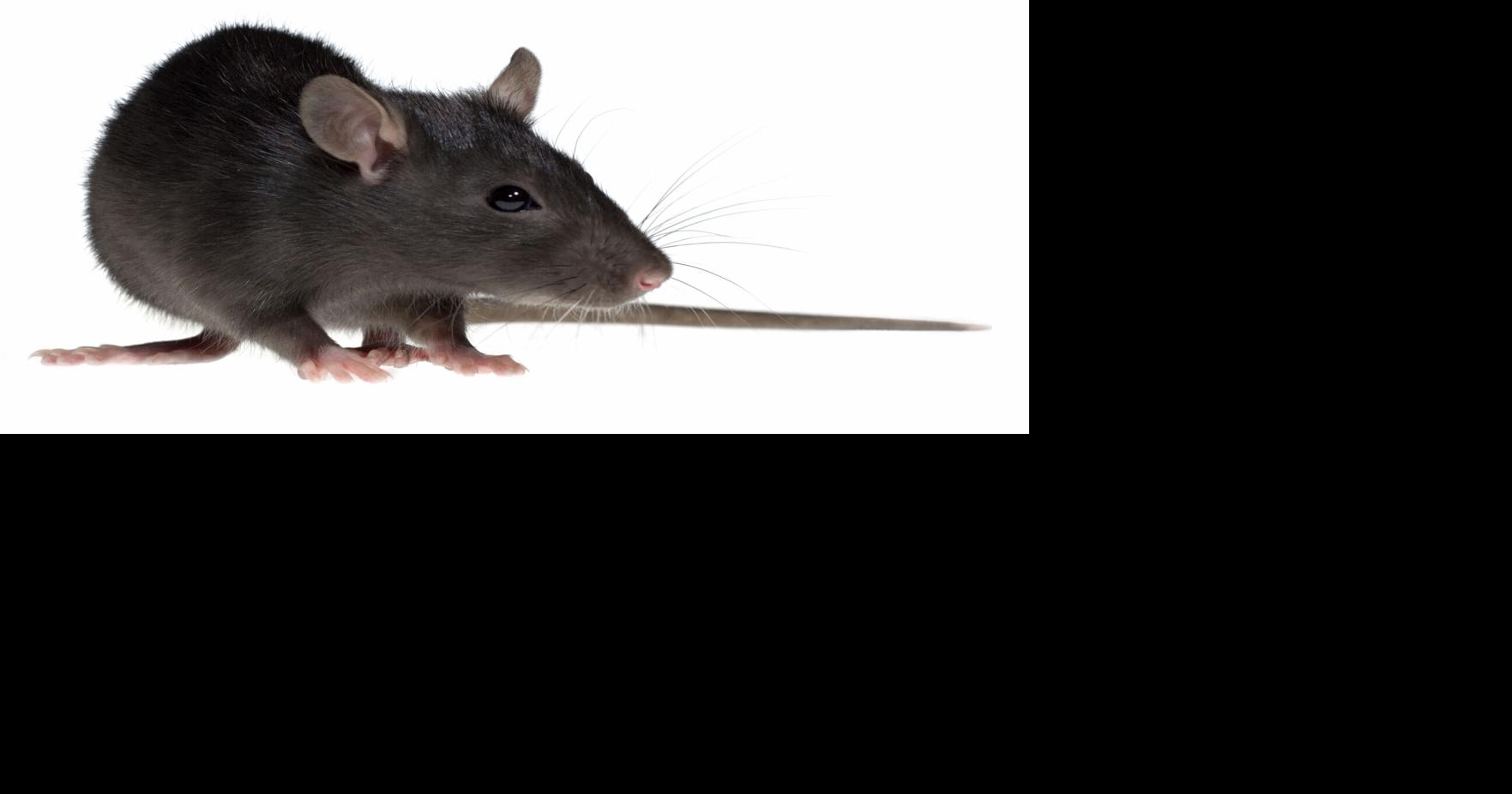 Environmental update: Rodenticides are killing more than just rodents ...