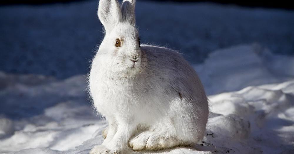 snowshoe hare coloring pages