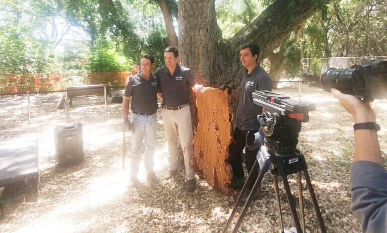 Old World pros demonstrate cork-harvesting prowess | News ...