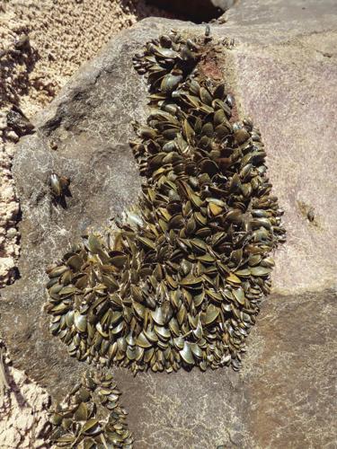 Invasive mussel adds to delta's woes | News | davisenterprise.com