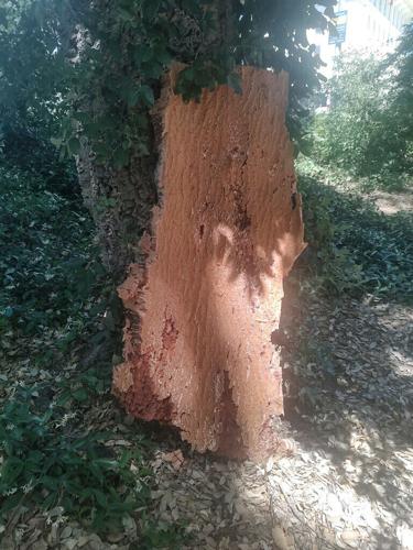 Old World pros demonstrate cork-harvesting prowess | News ...