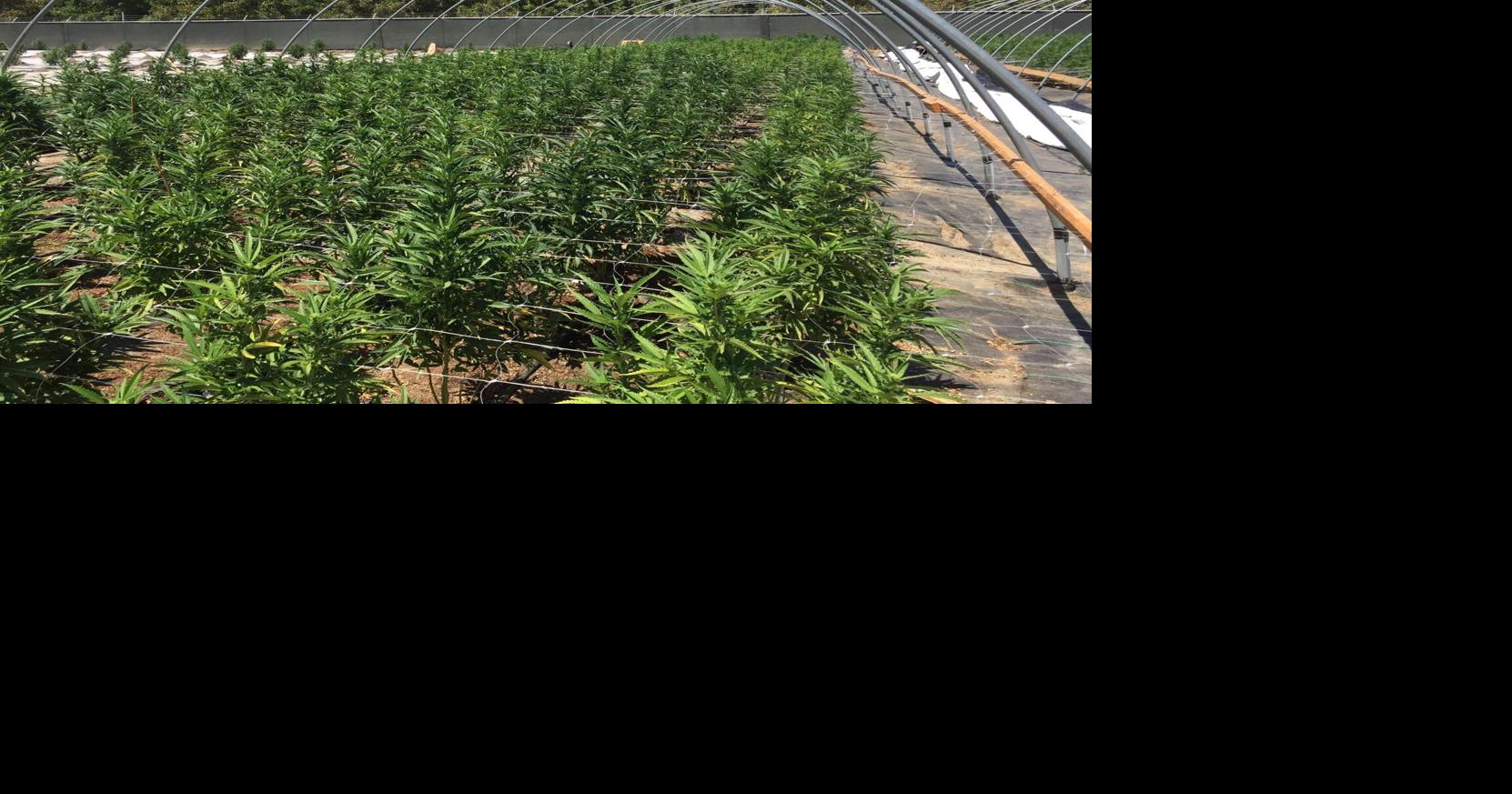 County cannabis ordinance takes shape | News | davisenterprise.com