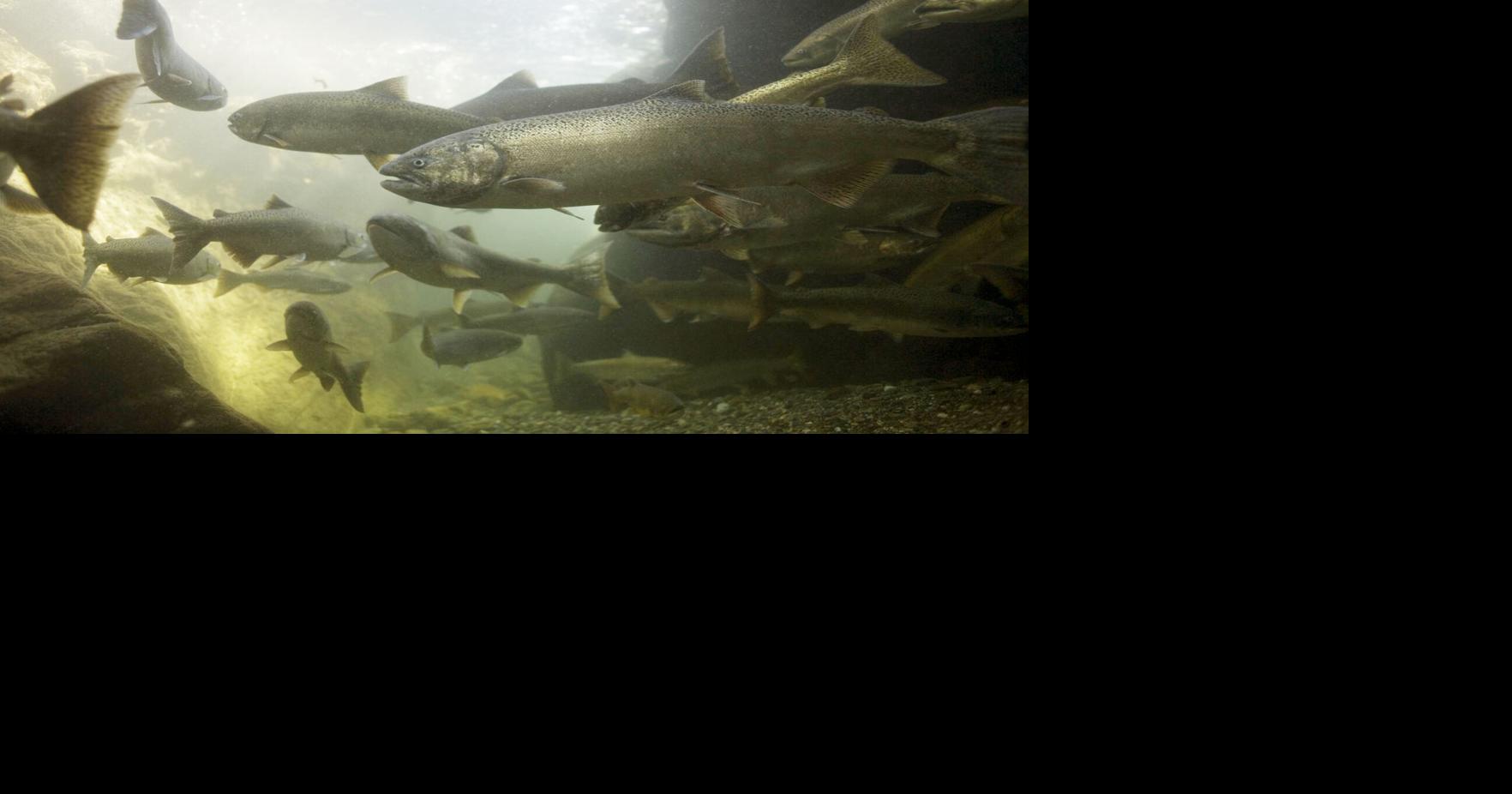UC Davis study reveals evolutionary history of imperiled salmon stocks ...