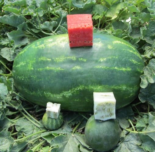 Watermelon photos | Do-not-import | davisenterprise.com