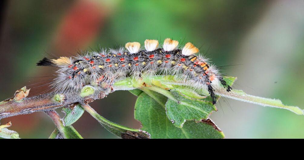 Diversity in plants acts as natural pesticide | UC Davis ...