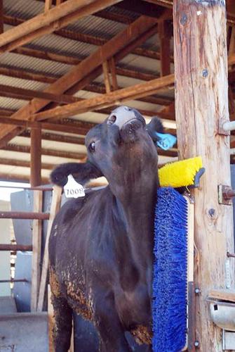 UCD researcher brings ‘animals’ perspective to the table’ | UC Davis ...