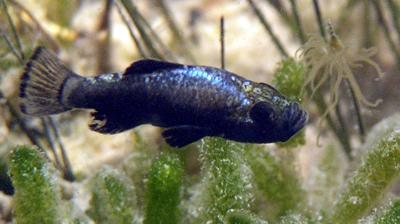 Hybrid pupfish provide look at natural selection | News ...