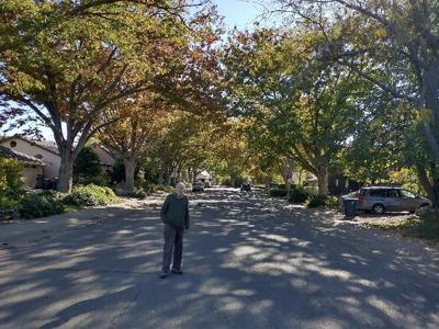 Tree Davis announces 2022 Tree Stewardship Awards | Community News ...