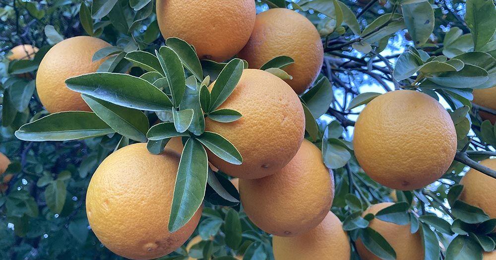 Don Shor: Some good news about citrus disease | Features ...