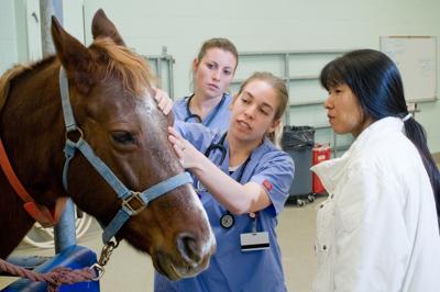 UCD Vet School ranked No. 1 in the world again | UC Davis ...