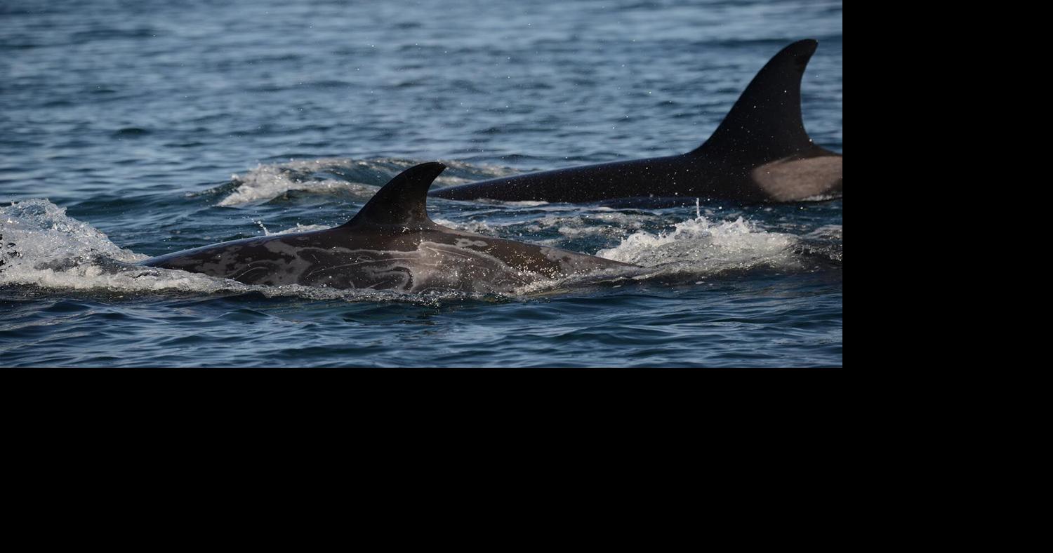 Orca skin disease concerns scientists | Archives | davisenterprise.com