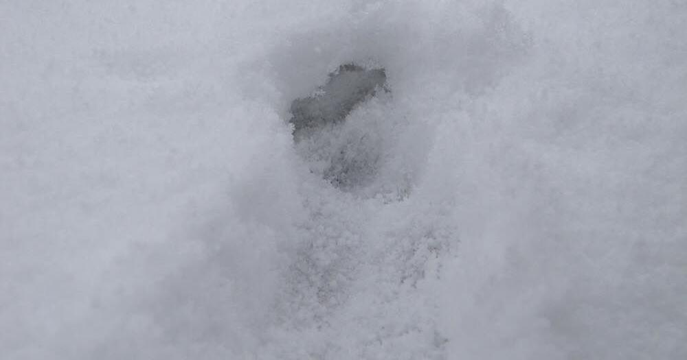 Explorit: Take a dive into the Subnivean Zone | Features ...