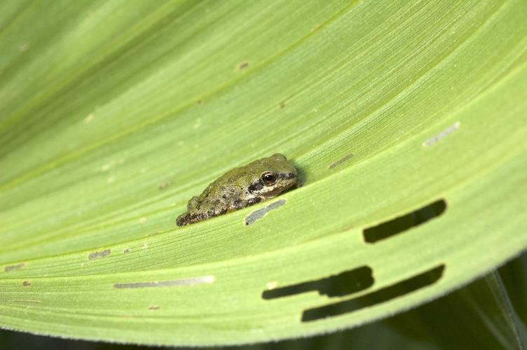 UCD: Frog love songs and the sounds of climate change | News ...