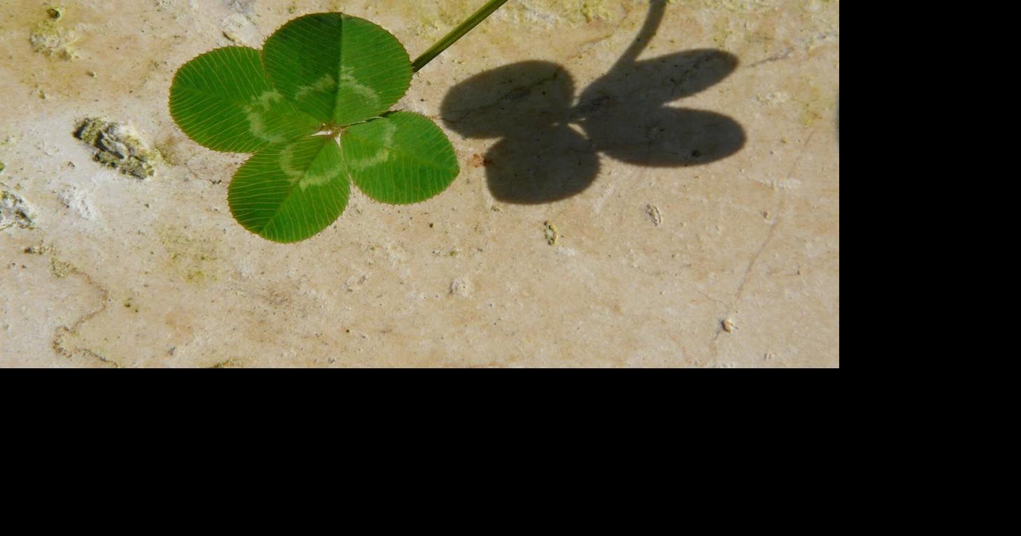 Explorit: The science of shamrocks | Features | davisenterprise.com