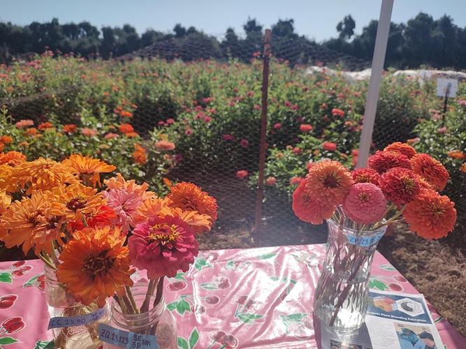 SCOPE project hosts farm tour | Features | davisenterprise.com