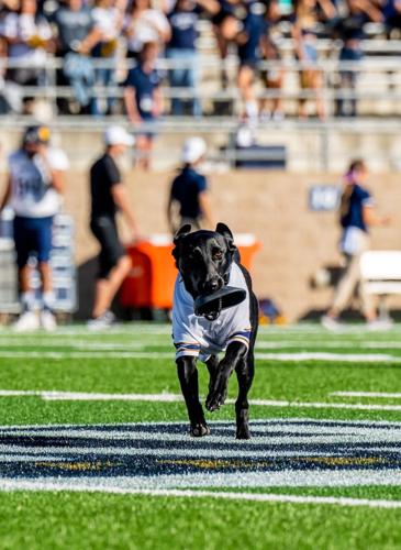 Football: ‘Ruff’ but fun job for Cori | Aggies | davisenterprise.com