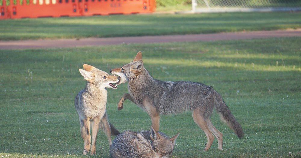 UCD: Dining out with San Francisco’s coyotes | News | davisenterprise.com