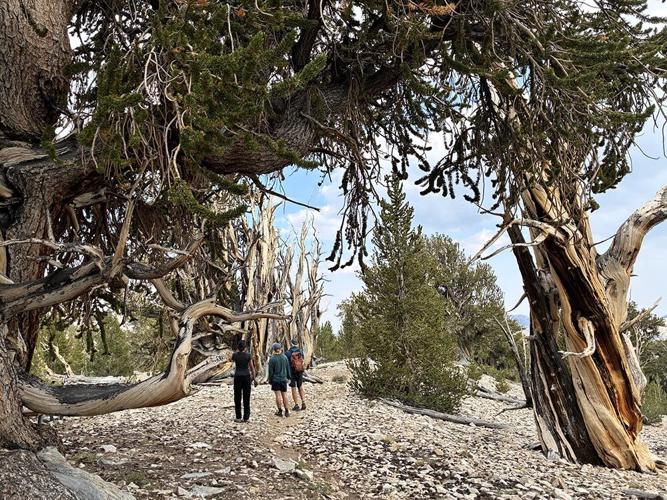 UCD: Unlocking longevity insights from trees | News | davisenterprise.com